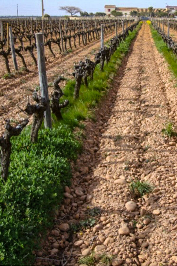 Experimental cover crops under the rows of grapevines and fruit trees ...